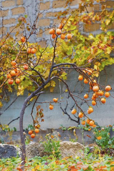 Persimmons – The Annotated Gilmore Girls