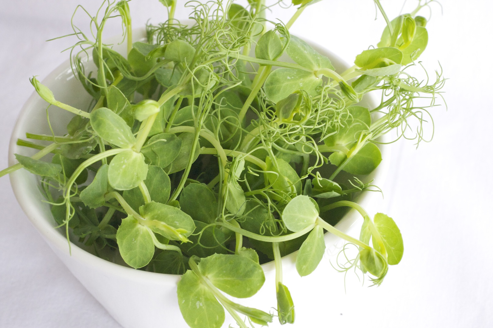 Pea Tendrils – The Annotated Gilmore Girls