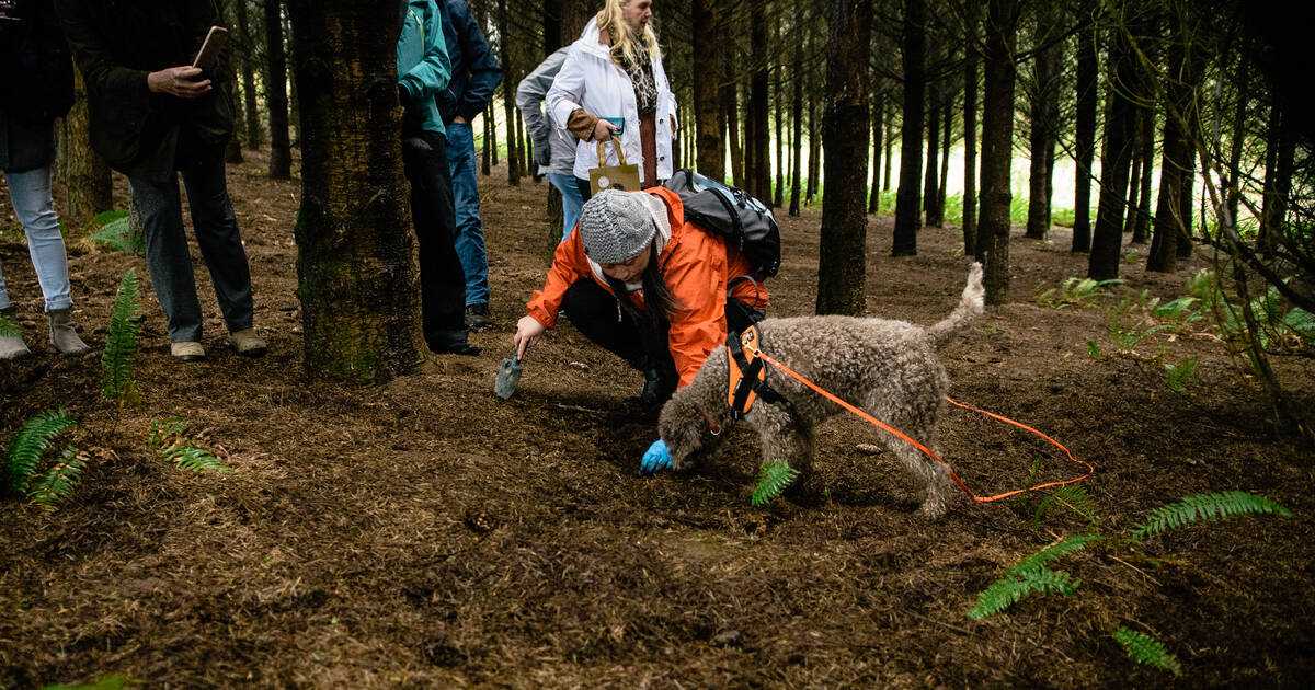 Truffle Hunting – The Annotated Gilmore Girls